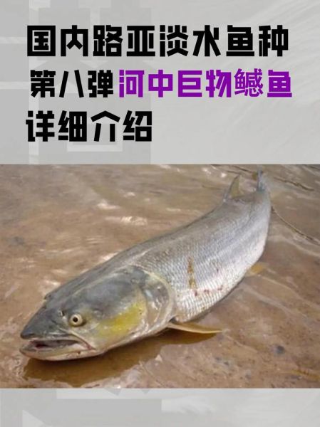 鳡鱼是什么鱼_鳡鱼为什么叫水老虎-第3张图片-山城妙识 鳡鱼是什么鱼_鳡鱼为什么叫水老虎-第3张图片-山城妙识