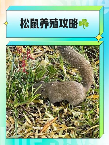 松鼠怎么养_松鼠能活多久-第3张图片-山城妙识