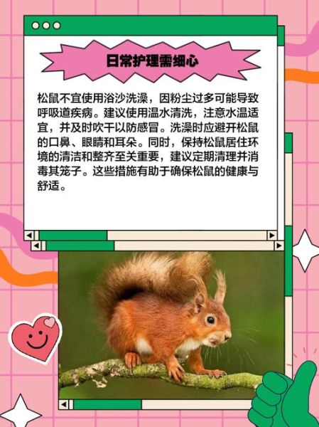松鼠怎么养_松鼠能活多久-第2张图片-山城妙识