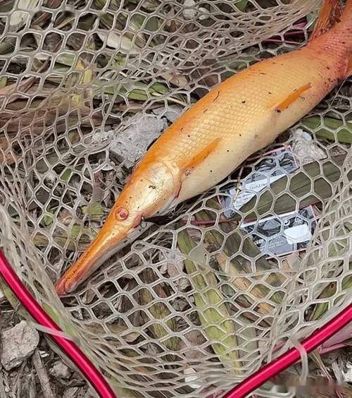 鳄雀鳝能吃吗_鳄雀鳝食用安全吗-第1张图片-山城妙识