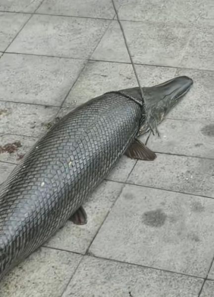 鳄雀鳝能吃吗_鳄雀鳝食用安全吗-第3张图片-山城妙识