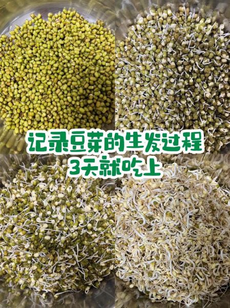 怎样生豆芽_在家最简单的方法-第1张图片-山城妙识 怎样生豆芽_在家最简单的方法-第1张图片-山城妙识