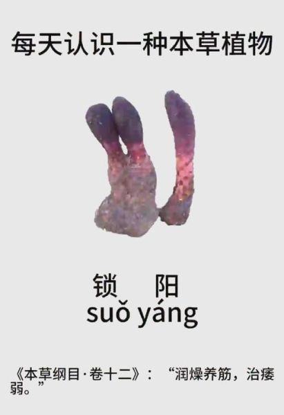 锁阳长什么样_锁阳图片特征详解-第1张图片-山城妙识 锁阳长什么样_锁阳图片特征详解-第1张图片-山城妙识