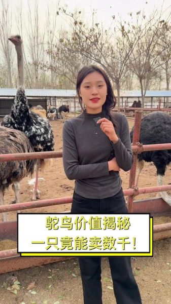 养20只鸵鸟需投多少钱_鸵鸟养殖成本明细-第1张图片-山城妙识 养20只鸵鸟需投多少钱_鸵鸟养殖成本明细-第1张图片-山城妙识