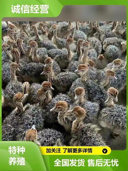 养20只鸵鸟需投多少钱_鸵鸟养殖成本明细-第2张图片-山城妙识 养20只鸵鸟需投多少钱_鸵鸟养殖成本明细-第2张图片-山城妙识