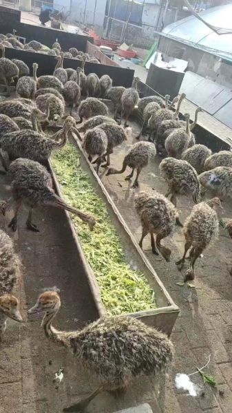 养20只鸵鸟需投多少钱_鸵鸟养殖成本明细-第3张图片-山城妙识 养20只鸵鸟需投多少钱_鸵鸟养殖成本明细-第3张图片-山城妙识