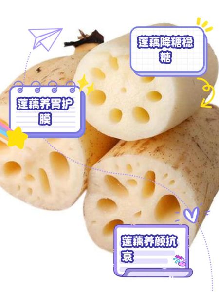 莲藕的功效与作用_吃莲藕有哪些好处-第2张图片-山城妙识 莲藕的功效与作用_吃莲藕有哪些好处-第2张图片-山城妙识