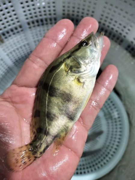 小鳜鱼苗多久能长一斤_鳜鱼养殖周期多长-第2张图片-山城妙识