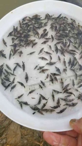 小鳜鱼苗多久能长一斤_鳜鱼养殖周期多长-第3张图片-山城妙识