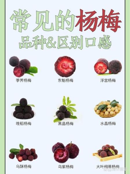 杨梅的功效与作用_杨梅怎么吃不上火-第1张图片-山城妙识