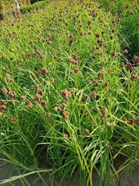 粟米粉是什么做的_粟米粉可以做什么美食-第1张图片-山城妙识