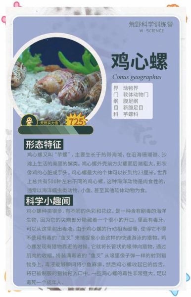 鸡心螺的天敌有哪些_鸡心螺最怕什么动物-第2张图片-山城妙识 鸡心螺的天敌有哪些_鸡心螺最怕什么动物-第2张图片-山城妙识