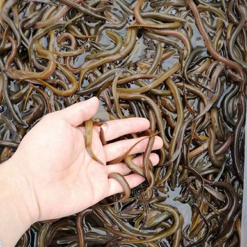 黄鳝鱼苗多少钱一斤_黄鳝鱼苗批发价格行情-第1张图片-山城妙识 黄鳝鱼苗多少钱一斤_黄鳝鱼苗批发价格行情-第1张图片-山城妙识