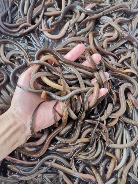 黄鳝鱼苗多少钱一斤_黄鳝鱼苗批发价格行情-第2张图片-山城妙识 黄鳝鱼苗多少钱一斤_黄鳝鱼苗批发价格行情-第2张图片-山城妙识