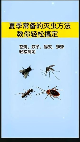苍蝇怎么消灭_苍蝇怕什么气味-第1张图片-山城妙识