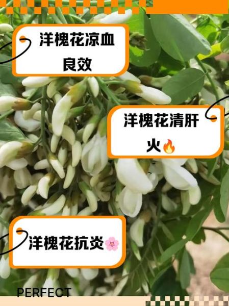洋槐花图片功效与作用_洋槐花怎么吃最养生-第2张图片-山城妙识 洋槐花图片功效与作用_洋槐花怎么吃最养生-第2张图片-山城妙识