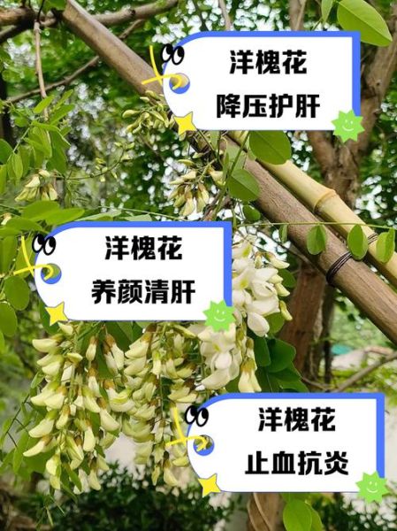 洋槐花图片功效与作用_洋槐花怎么吃最养生-第1张图片-山城妙识 洋槐花图片功效与作用_洋槐花怎么吃最养生-第1张图片-山城妙识