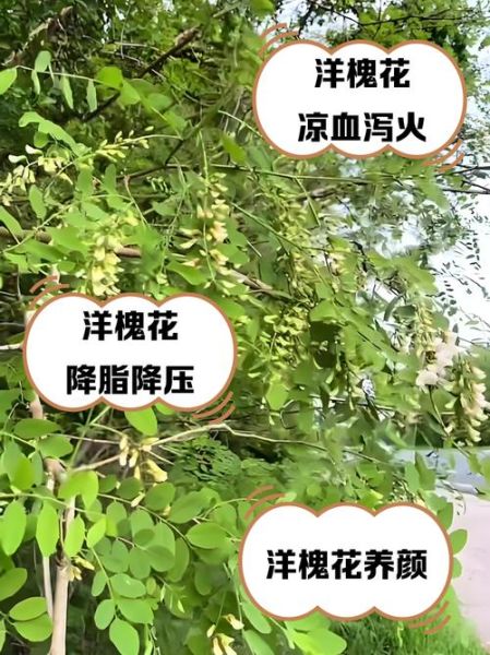 洋槐花图片功效与作用_洋槐花怎么吃最养生-第3张图片-山城妙识 洋槐花图片功效与作用_洋槐花怎么吃最养生-第3张图片-山城妙识