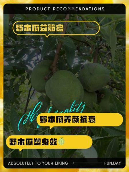 野木瓜的功效与作用_野木瓜怎么吃最好-第3张图片-山城妙识 野木瓜的功效与作用_野木瓜怎么吃最好-第3张图片-山城妙识