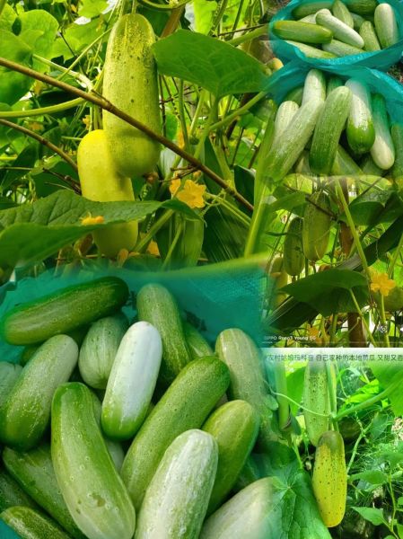 黄瓜有几种品种_常见黄瓜品种大全-第1张图片-山城妙识 黄瓜有几种品种_常见黄瓜品种大全-第1张图片-山城妙识