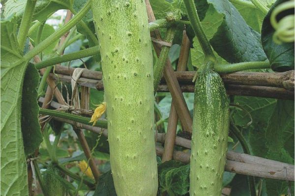 黄瓜有几种品种_常见黄瓜品种大全-第2张图片-山城妙识 黄瓜有几种品种_常见黄瓜品种大全-第2张图片-山城妙识