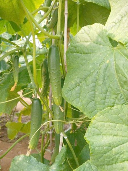 黄瓜有几种品种_常见黄瓜品种大全-第3张图片-山城妙识 黄瓜有几种品种_常见黄瓜品种大全-第3张图片-山城妙识