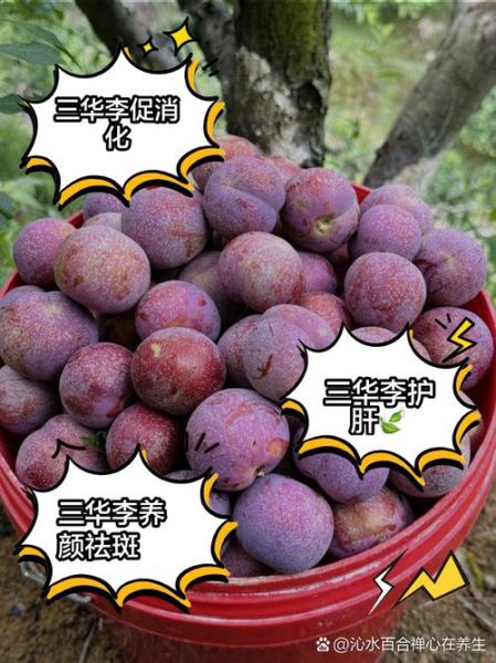 李子有什么功效与作用_李子营养价值高吗-第3张图片-山城妙识 李子有什么功效与作用_李子营养价值高吗-第3张图片-山城妙识