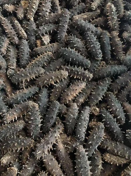 大连淡干海参80头一斤多少钱_80头海参价格影响因素-第1张图片-山城妙识 大连淡干海参80头一斤多少钱_80头海参价格影响因素-第1张图片-山城妙识