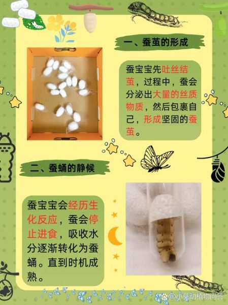 蚕蛹变蛾子需要几天_蚕蛹变蛾子的过程-第1张图片-山城妙识 蚕蛹变蛾子需要几天_蚕蛹变蛾子的过程-第1张图片-山城妙识
