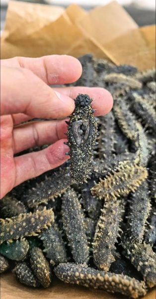 大连淡干海参80头一斤多少钱_80头海参价格影响因素-第3张图片-山城妙识 大连淡干海参80头一斤多少钱_80头海参价格影响因素-第3张图片-山城妙识