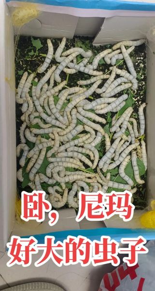 蚕蛹变蛾子需要几天_蚕蛹变蛾子的过程-第2张图片-山城妙识 蚕蛹变蛾子需要几天_蚕蛹变蛾子的过程-第2张图片-山城妙识