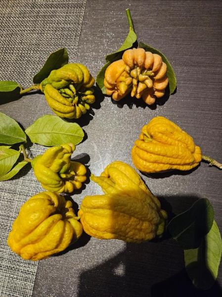 佛手果多少钱一斤_佛手果价格走势-第2张图片-山城妙识 佛手果多少钱一斤_佛手果价格走势-第2张图片-山城妙识