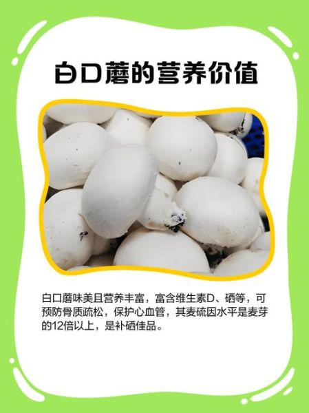白色菇类有哪些_如何辨别可食用品种-第3张图片-山城妙识 白色菇类有哪些_如何辨别可食用品种-第3张图片-山城妙识