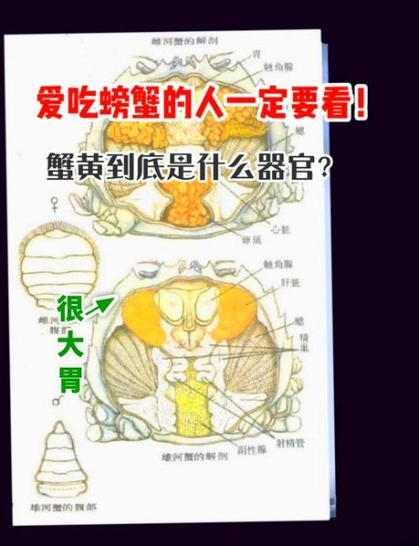 蟹膏是螃蟹的精子吗_蟹黄蟹膏区别-第1张图片-山城妙识 蟹膏是螃蟹的精子吗_蟹黄蟹膏区别-第1张图片-山城妙识