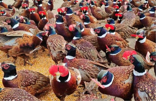 山鸡养殖成本利润_山鸡养殖赚钱吗-第1张图片-山城妙识