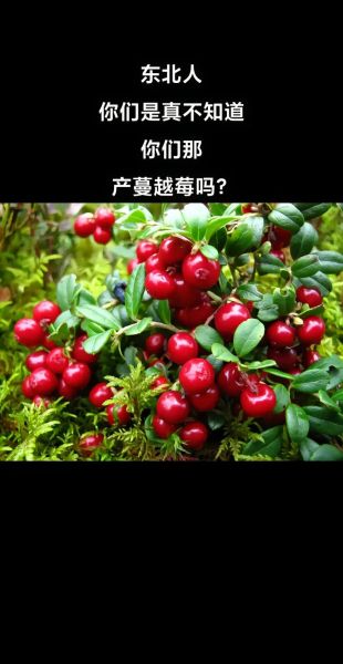 蔓越莓长在哪里_蔓越莓生长环境-第1张图片-山城妙识