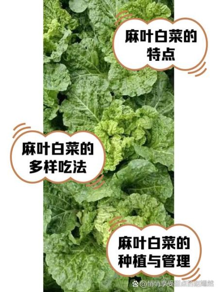 麻叶菜怎么做好吃_麻叶菜的功效与作用-第1张图片-山城妙识 麻叶菜怎么做好吃_麻叶菜的功效与作用-第1张图片-山城妙识