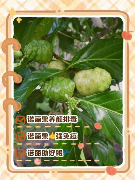 诺丽果的功效与副作用有哪些_诺丽果能长期吃吗-第1张图片-山城妙识 诺丽果的功效与副作用有哪些_诺丽果能长期吃吗-第1张图片-山城妙识