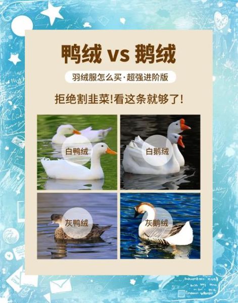 白鸭绒是什么_白鸭绒和灰鸭绒哪个好-第1张图片-山城妙识