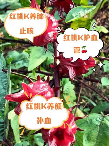 红桃k果的功效与作用_红桃k果能降血压吗-第1张图片-山城妙识