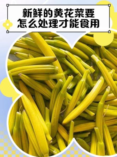 鲜黄花菜怎么处理才能吃_去毒步骤详解-第1张图片-山城妙识 鲜黄花菜怎么处理才能吃_去毒步骤详解-第1张图片-山城妙识