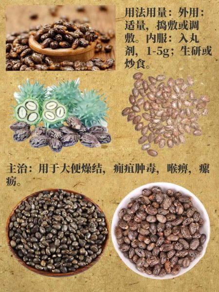 蓖麻籽油的功效与作用_蓖麻籽油能生发吗-第3张图片-山城妙识 蓖麻籽油的功效与作用_蓖麻籽油能生发吗-第3张图片-山城妙识