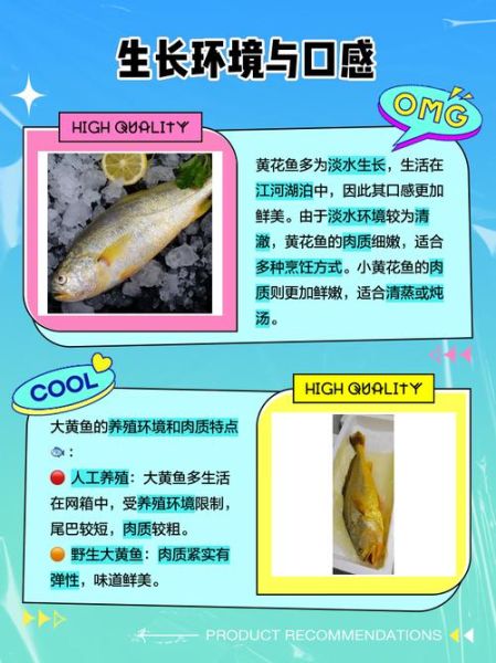 大黄鱼和小黄鱼的区别_如何一眼分辨-第3张图片-山城妙识 大黄鱼和小黄鱼的区别_如何一眼分辨-第3张图片-山城妙识