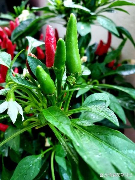 指天椒辣度有多高_指天椒和小米辣区别-第2张图片-山城妙识 指天椒辣度有多高_指天椒和小米辣区别-第2张图片-山城妙识