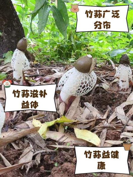 竹荪怎么种植_竹荪种植方法步骤-第1张图片-山城妙识 竹荪怎么种植_竹荪种植方法步骤-第1张图片-山城妙识