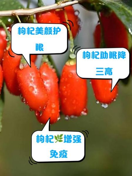 吃枸杞有什么功效_枸杞一天吃多少粒最好-第3张图片-山城妙识