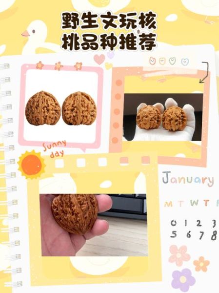 野生核桃的营养价值_野生核桃怎么挑选-第3张图片-山城妙识 野生核桃的营养价值_野生核桃怎么挑选-第3张图片-山城妙识