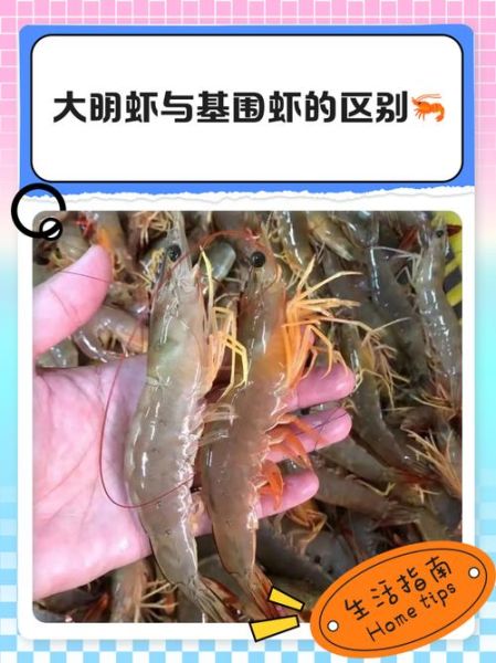 大明虾和基围虾哪个贵_价格差异原因-第3张图片-山城妙识