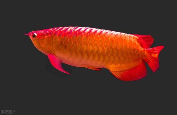 龙鱼图片大全大图_高清龙鱼壁纸哪里找-第2张图片-山城妙识 龙鱼图片大全大图_高清龙鱼壁纸哪里找-第2张图片-山城妙识