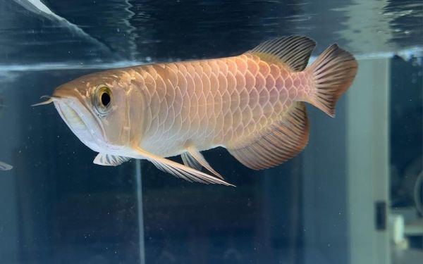 龙鱼图片大全大图_高清龙鱼壁纸哪里找-第1张图片-山城妙识 龙鱼图片大全大图_高清龙鱼壁纸哪里找-第1张图片-山城妙识